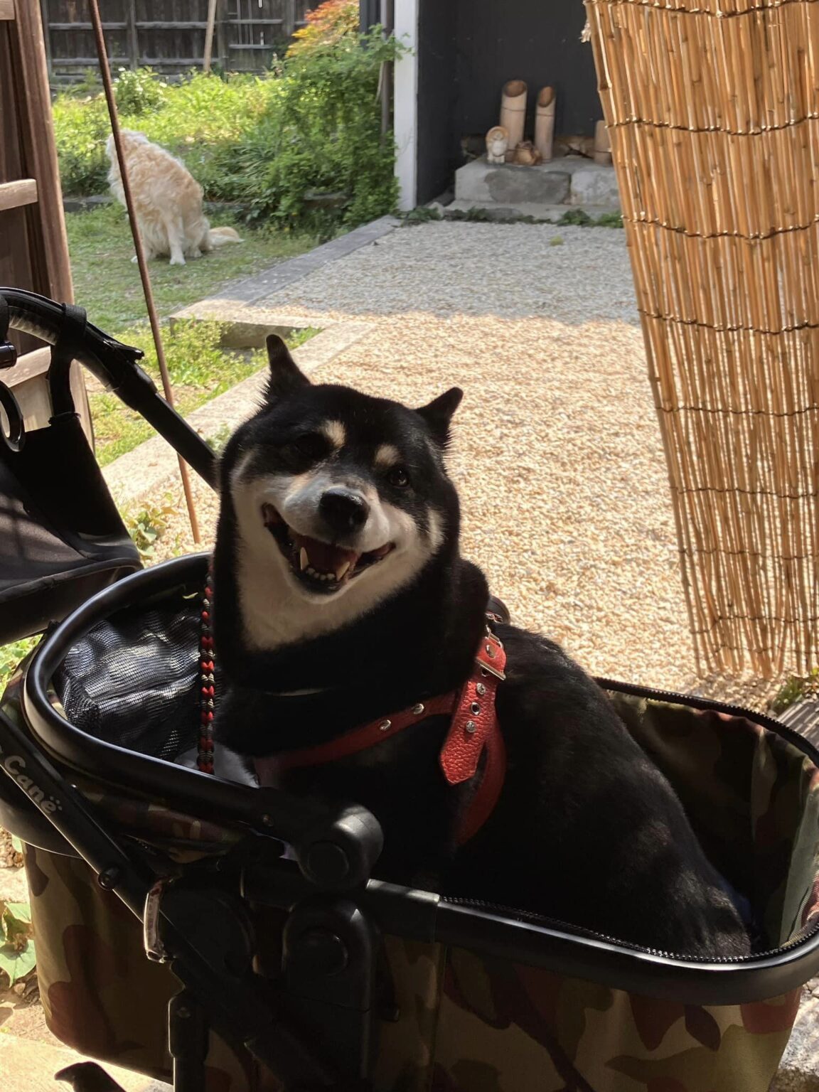 【okudo中村舎はワンコ連れオッケー👌】 | okudo中村舎