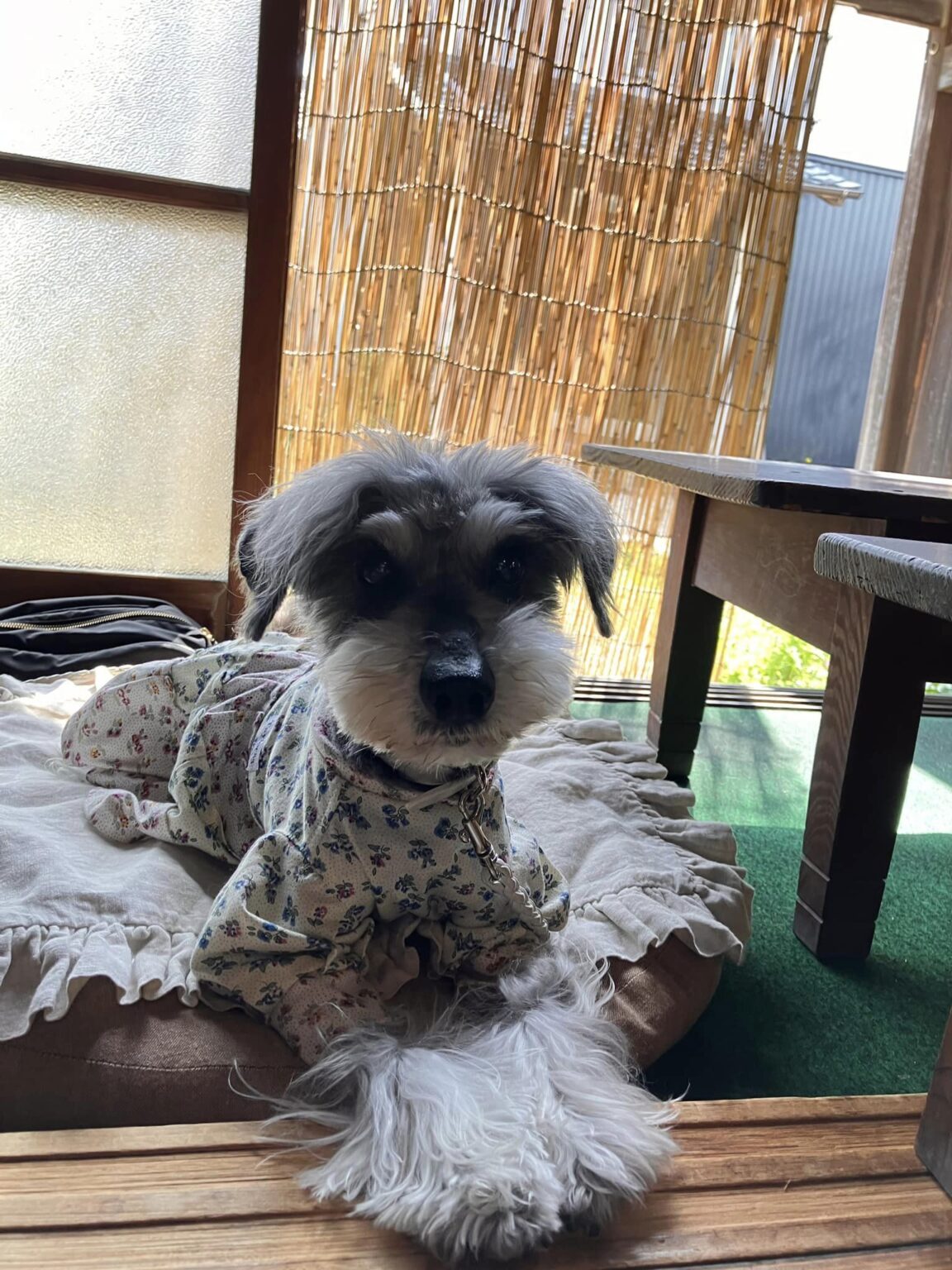 【okudo中村舎はワンコ連れオッケー👌】 | okudo中村舎