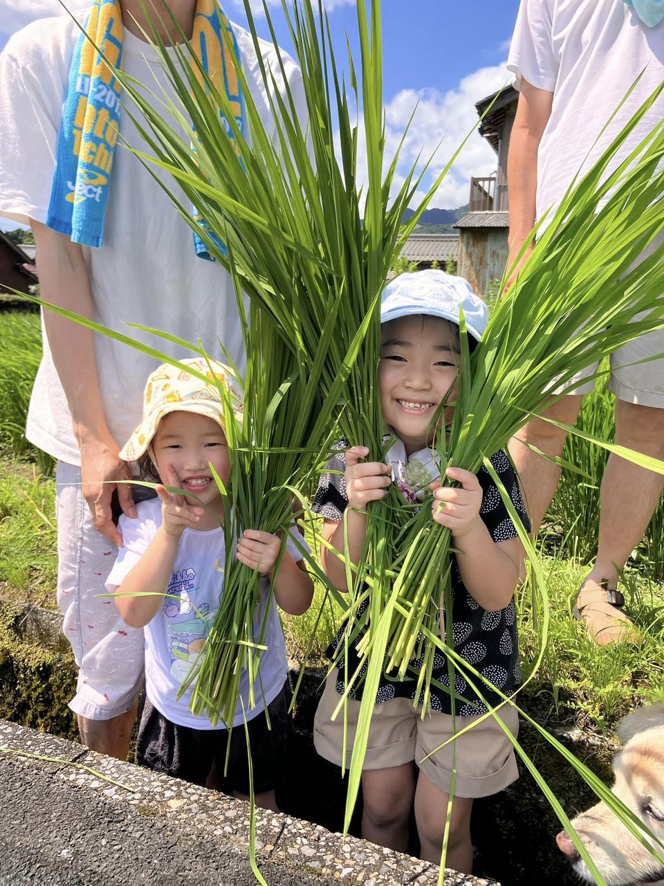 【青田刈り＆梅干しの土用干し】 | okudo中村舎